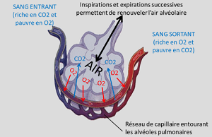 LES ÉCHANGES GAZEUX ET PRANAYAMA | Holistic Attitude
