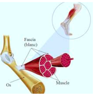 LE MONDE MERVEILLEUX DES FASCIAS