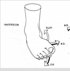 TERMES ANATOMIQUES : PIED CHEVILLE
