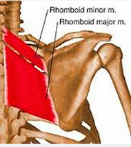 LES OS ET LES MUSCLES DU HAUT DU CORPS