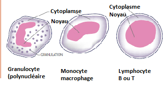 COMMENT FONCTION NOTRE SYSTÈME LYMPHATIQUE