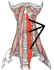LE COU | Holistic Attitude