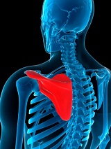 Comment soulager les omoplates ? La réponse est sur Admicile.fr